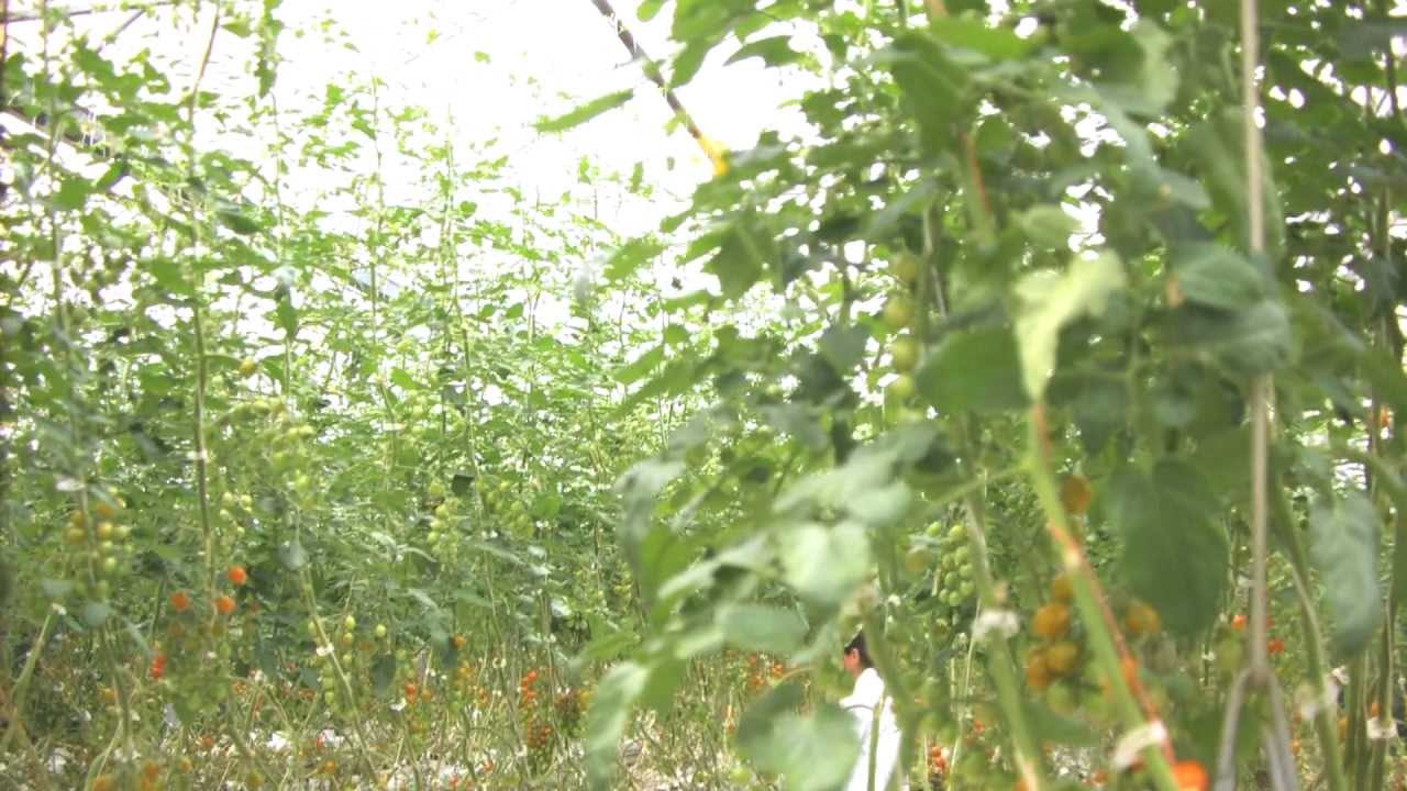 Mastronardi Sunset Produce