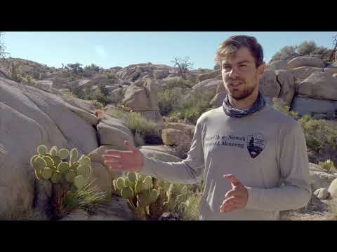 Why Monitor Desert Springs?