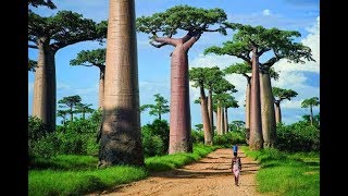 10 Things to Do in Avenue of the Sacred Baobab, Toliara, Madagascar ...