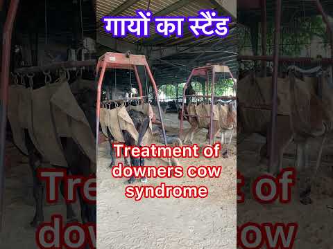 Downer cow syndrome l dr Umar Khan