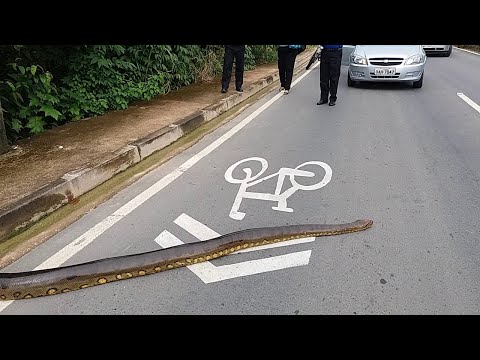 Massive snake crossing the street brings traffic to a standstill – John ...