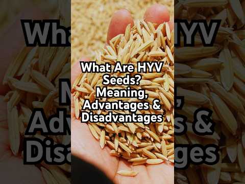 What are HYV Seeds? | Green Revolution Farming Facts | Meaning, Advantages & Disadvantages #Shorts