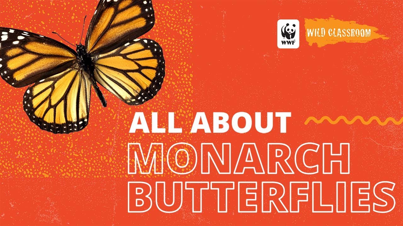 All About Monarch Butterflies