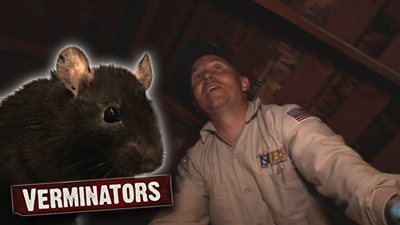 FULL EPISODE - Verminators | Season 1 | Episode 1