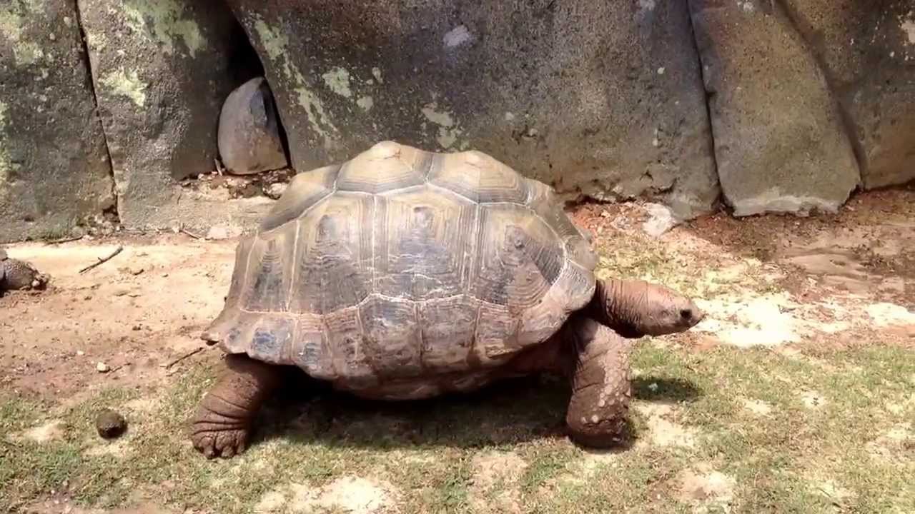 Tortoise Walking Slowly.