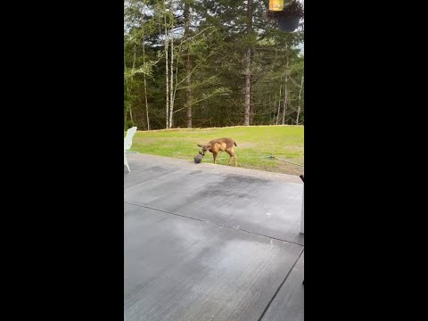 Man Catches Magical Moment Between Real-Life Bambi And Thumper