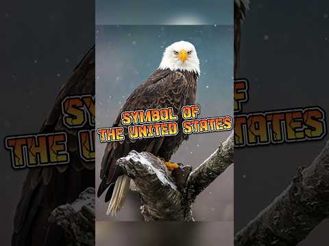 Bald Eagle | The Symbol of The United States #animalenigmas