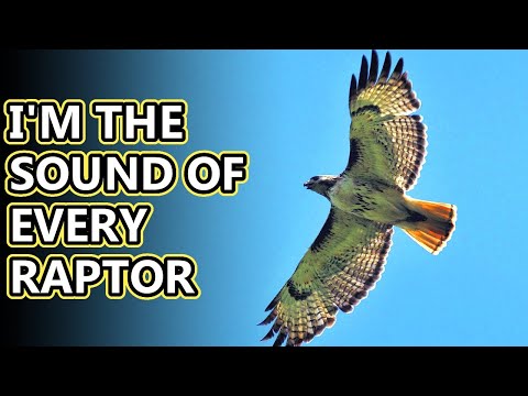 Red Tailed Hawk facts: more familiar than you think | Animal Fact Files