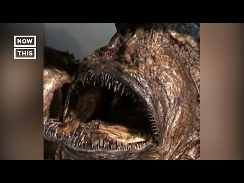 Taxidermist Specializes in Creepy-Looking Fish for Museums