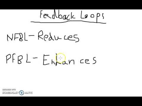 What are Positive and Negative Feedback Loops?