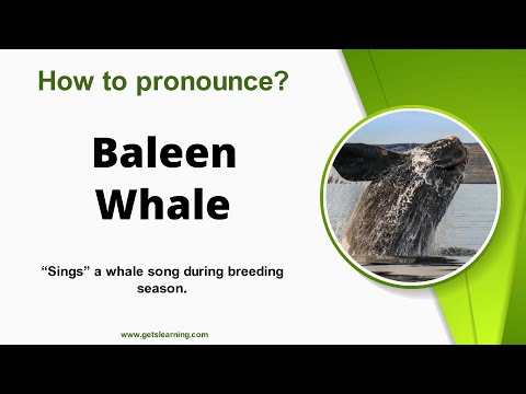 How to pronounce (Baleen Whale) Correctly in English