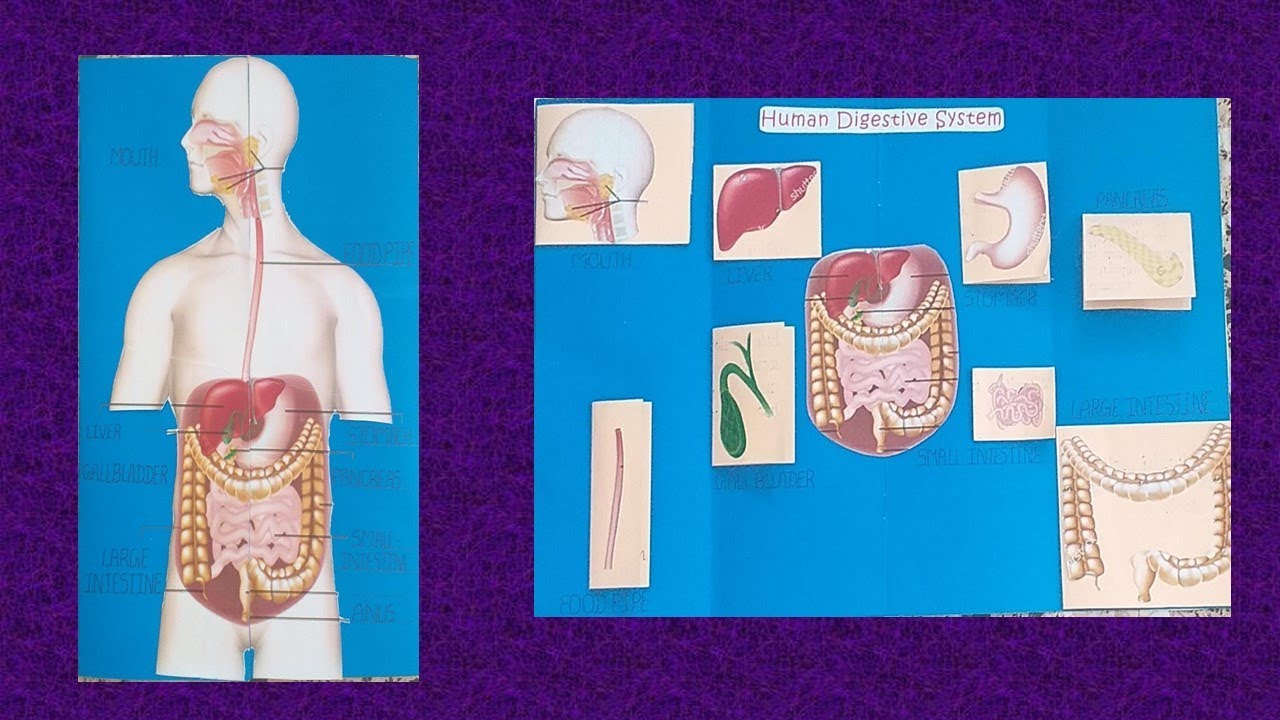 Digestive System Lap book| HUMAN DIGESTIVE SYSTEM| SCIENCE PROJECT| DIGESTIVE LAP BOOK TUTORIAL