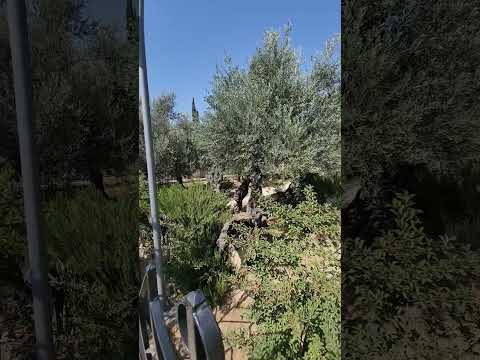 The most important olive trees in the Christian world. Gethsemane, Jerusalem. #jerusalem #jesus