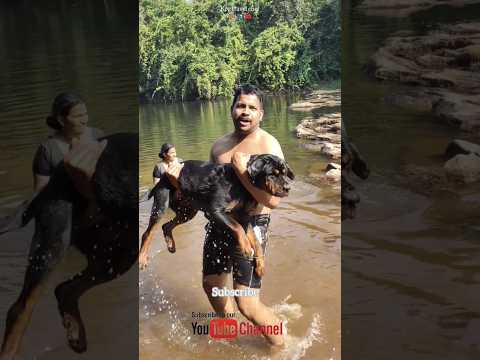 bella Rottweiler dog|https://www.facebook.com/profile.php?id=100067326044304&mibextid=ZbWKwL| #love