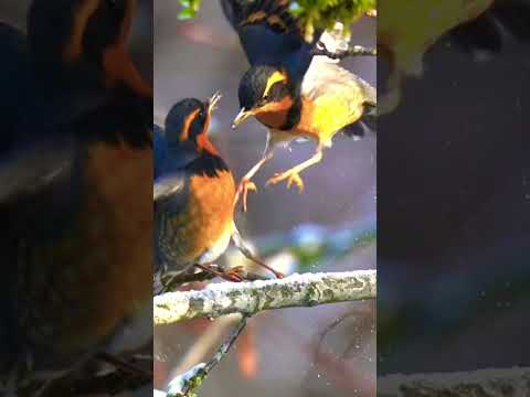 A unique look at the elusive and beautiful Varied Thrush!