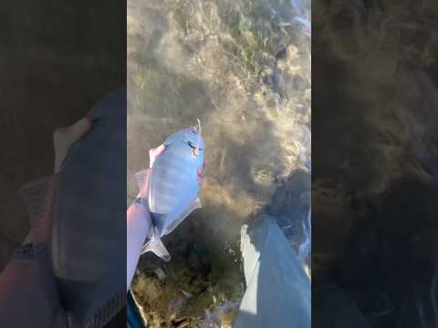 Massive silver Trevalley Tasmania land based #fishing #beach #subscribemychannel #tasmania