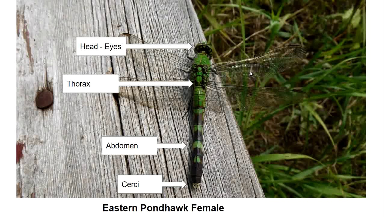 TFN Juniors Summer Dragonfly Adventures – Toronto Field Naturalists