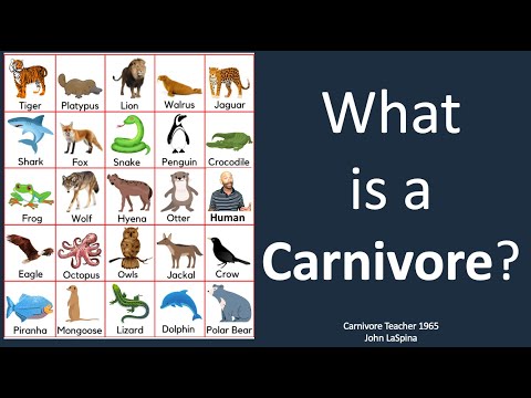 Understanding Carnivores: Definition, Characteristics, and Behavior #carnivore #meat