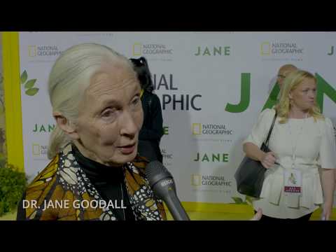 A Look At National Geographic's New Documentary Of Jane Goodall