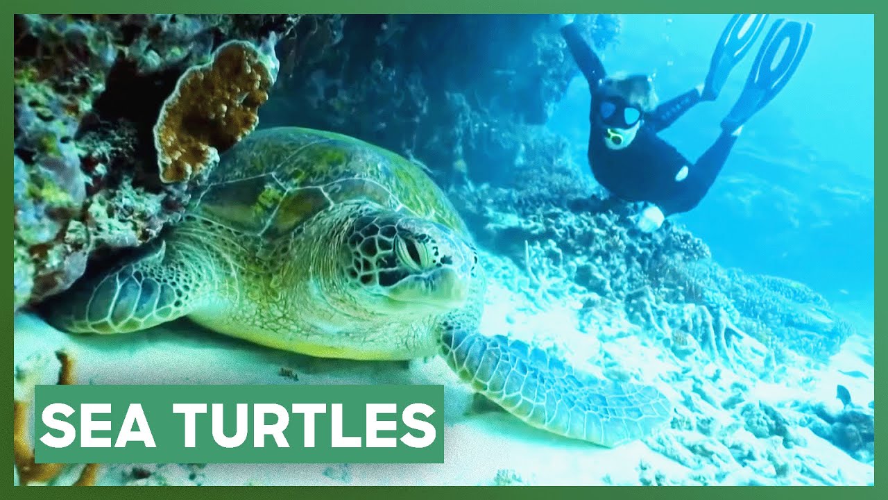 Robert Irwin Swims With Sea Turtles Before Release! | Crikey! It's The Irwins