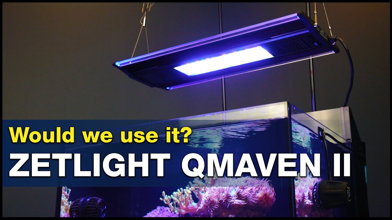 Can the Zetlight QMaven II produce a stunning tank? See what the data says!