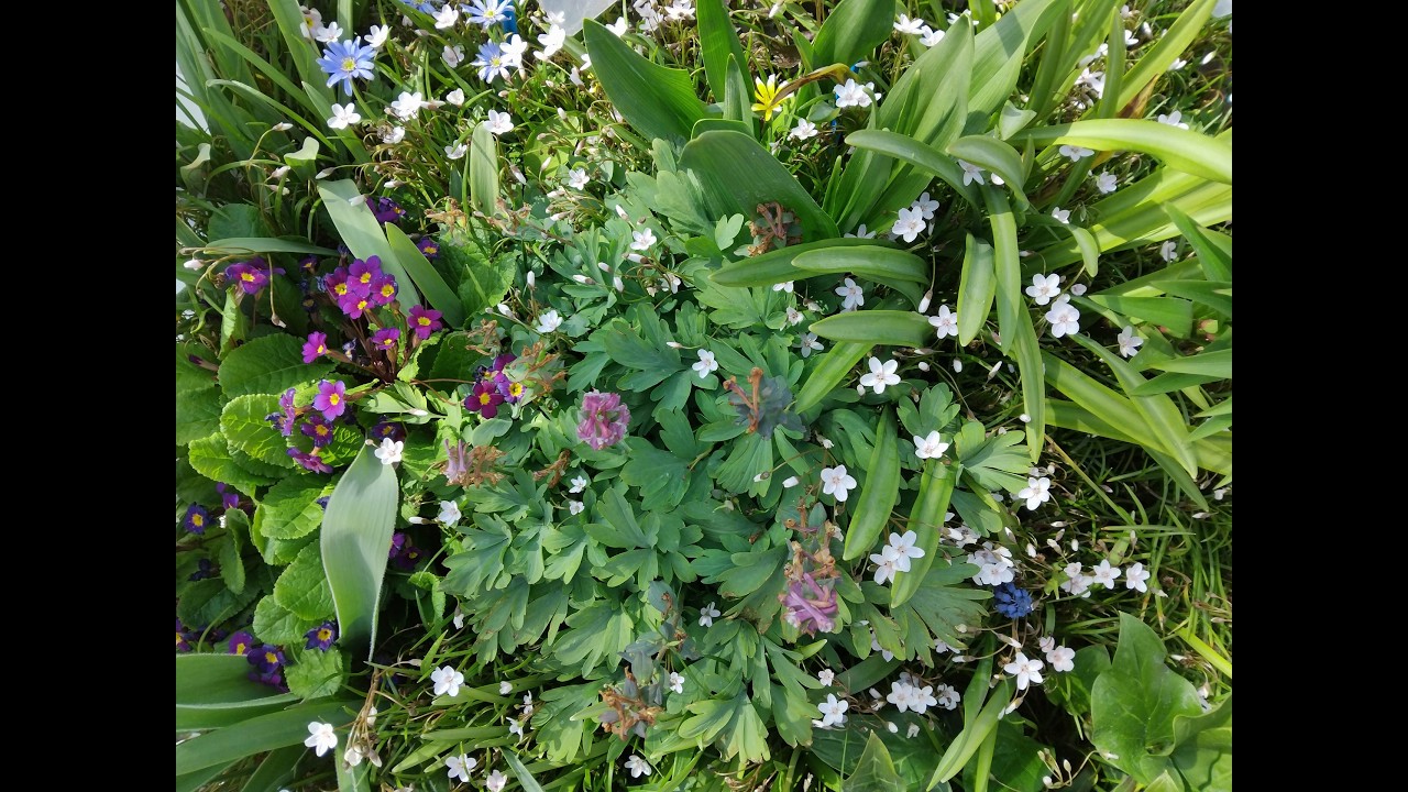 Garden update - Spring ephemerals [4K]