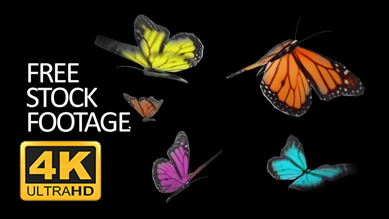 Free Stock Footage - Realistic Butterflies Animated [4K]