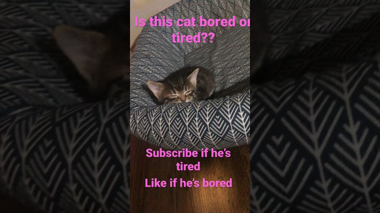 This cat is so cute 🥰 don’t scroll until you like or subscribe thx!