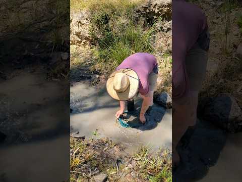 Gold Panning Australia #gold #goldprospecting