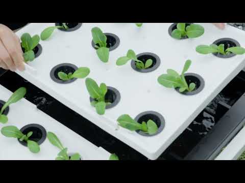 Farmtek Hydroponic DWC Tray Deep Water Culture (DWC-24)