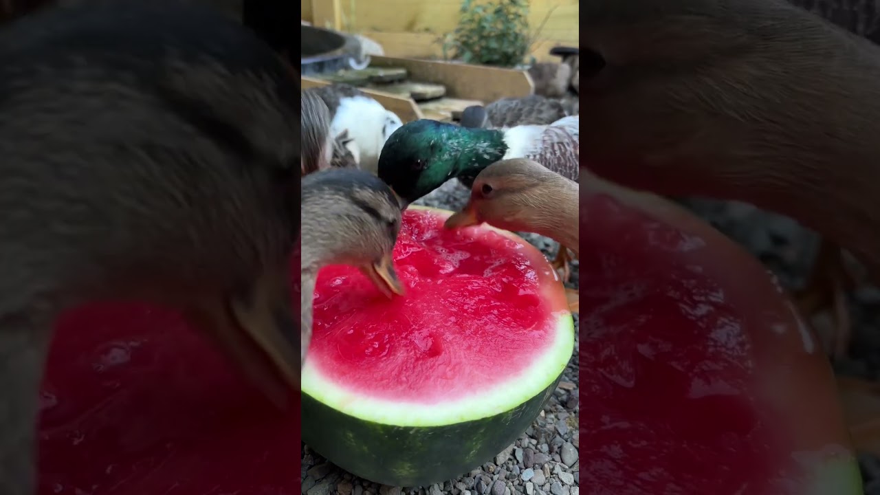 Hungry Ducks Devour Watermelon