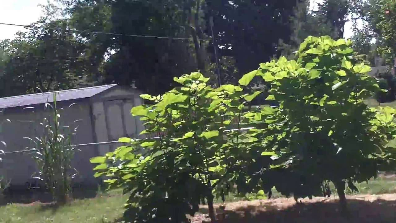 wasp laying eggs in  catalpa worms / worms getting Big