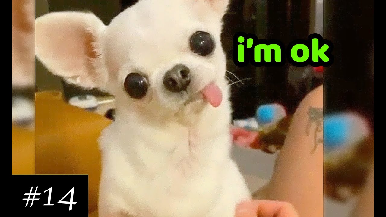 Cutest & Funniest Chihuahuas 💚 | Dogs Compilation | 10 minutes of laugh | Chihuahua Puppies