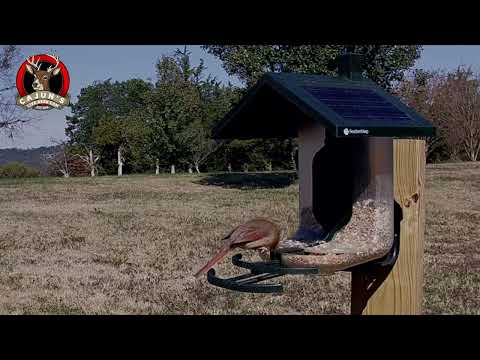 FeatherSnap Live Capture During Lunch Oct 23 2024 | The Smart Bird Feeder