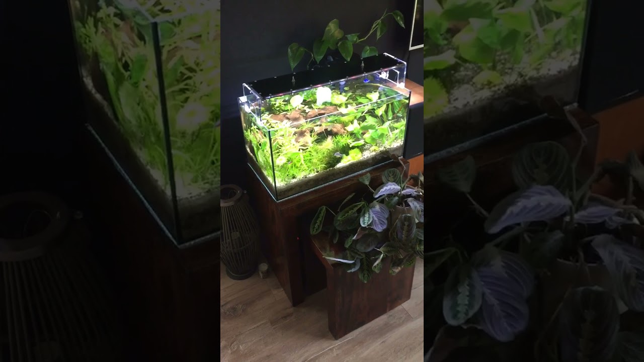 #101 Diana Walstad method tank
