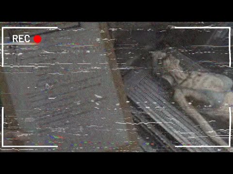 Steam Community :: Video :: my boss locked me inside with 3 dead bodies ...