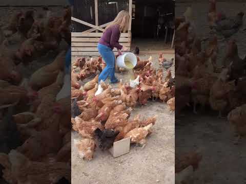 #chickens #homestead #homesteadlife #chicken #feed #grain #simplelife #simple