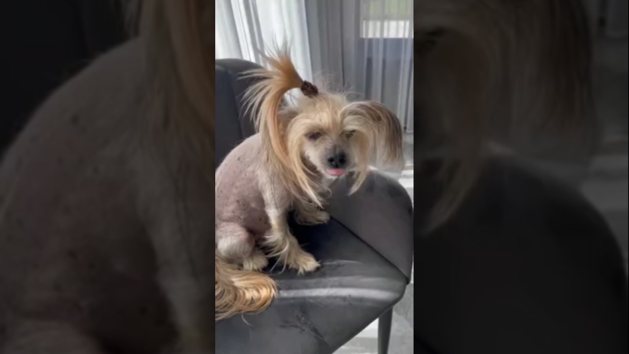 Most ugly Dogs Breed In the world #shorts #ytshorts