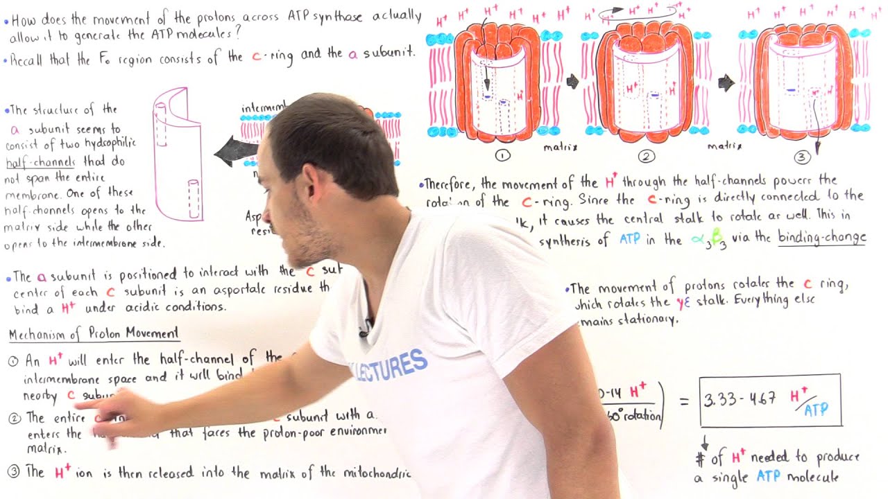 Proton Movement in ATP Synthase