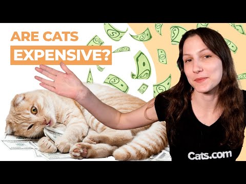 Can You Afford a Cat? The Real Cost of Cat Parenthood