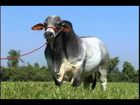 Toro sebu bracman - Imagui