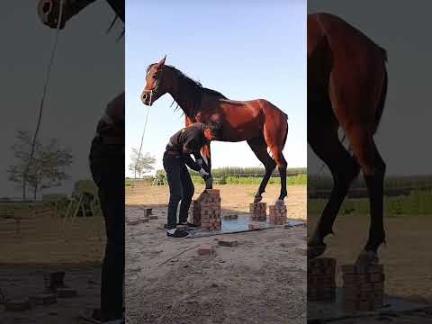 Top horse trainer!