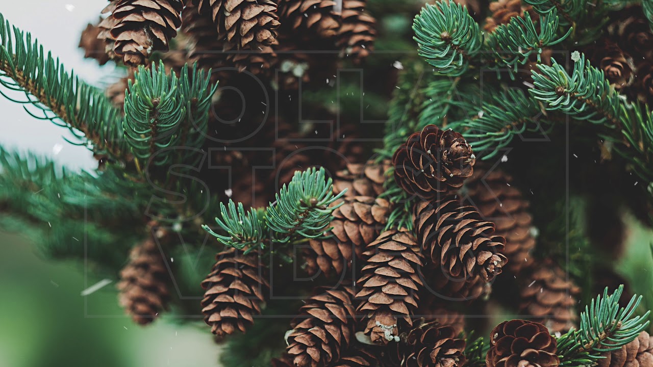 Christmas Tree with Pine Cones in the Snow Motion Background Loop | Winter Season Motion Background