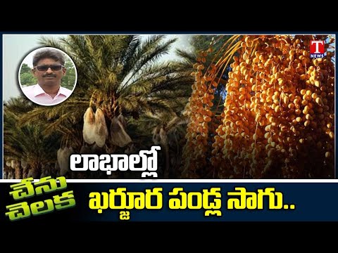 Tissue Culture Plants - Barhee Tissue Date Palm Plant Trader ...