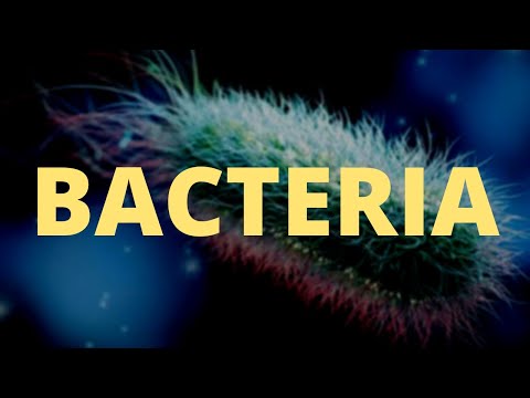 Bacteria : Structure, Reproduction and important diseases caused by bacteria