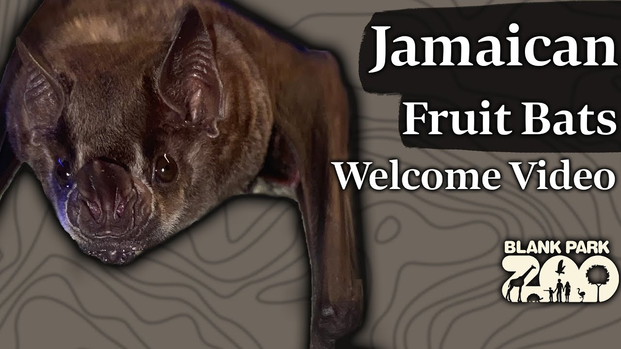 Jamaican Fruit Bats | Welcome to Blank Park Zoo
