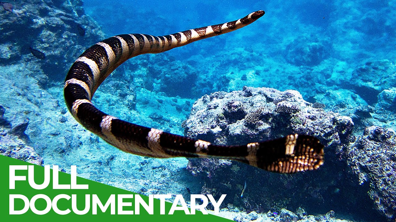 Sea of Snakes - In the Realm of the Deadly Niue Sea Krait | Free Documentary Nature
