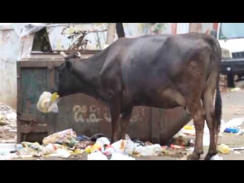 Save Cows by Preventing Plastic Pollution - GlobalGiving