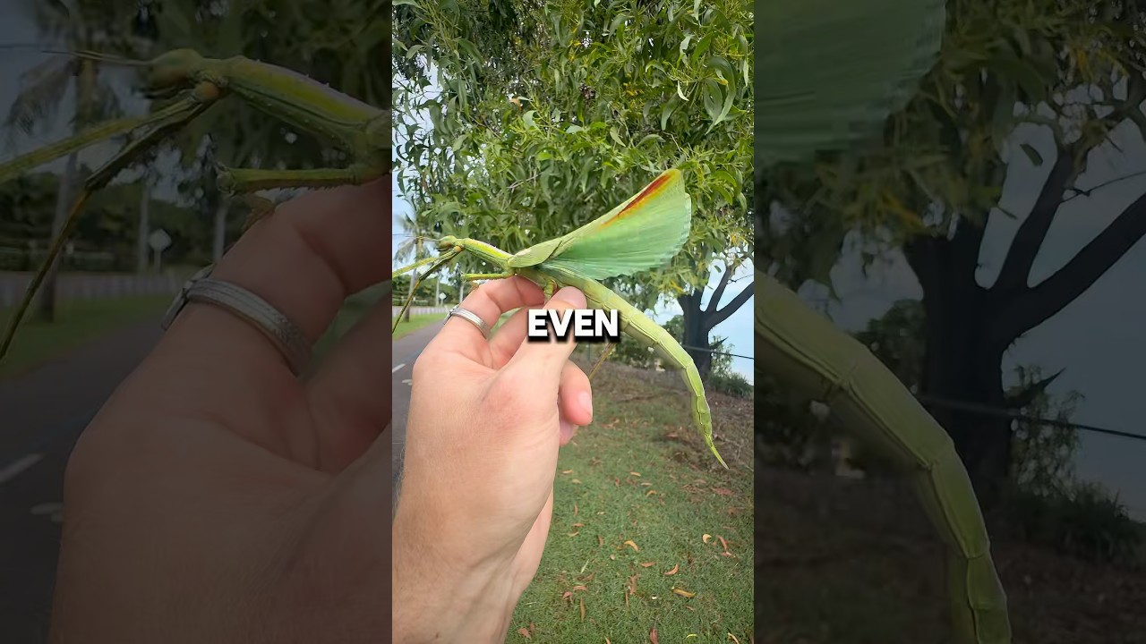 WORLDS LARGEST STICK INSECT! #shorts