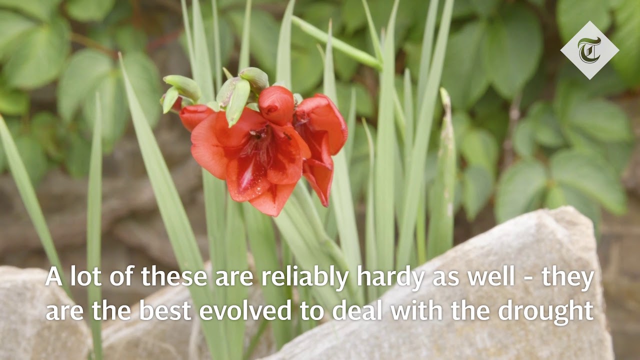 Five ways to look after your garden in a heatwave